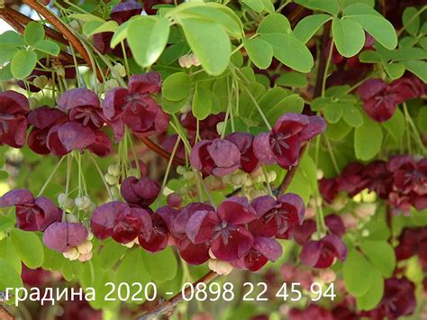 ОВОШКИ И ЛОЗИЧКИ ОВОЩАРСТВО И ЗЕМЕДЕЛИЕ Акебия Шоколадова лоза