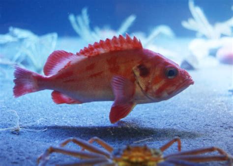深海の高級魚 アコウダイを展示しました｜アクアマリンふくしま