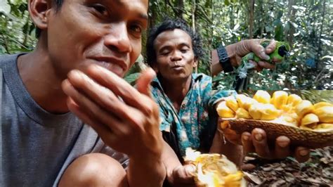 SERU NYA MIKAT BURUNG KALI INI PANEN BUAH CEMPEDAK CUCAK IJO BIG SUPER