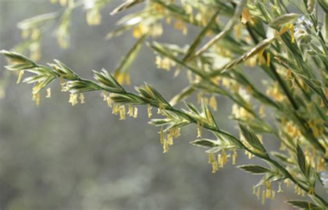 Perennial Ryegrass Oro Verde Curtis And Curtis Seed