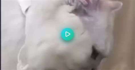 Just A Bite… Album On Imgur