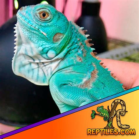 Blue Albino Iguana