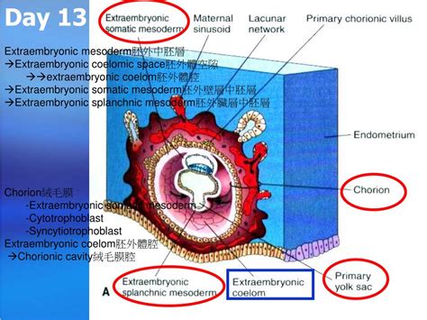 Ppt Block To Polyspermy Fast Block Powerpoint Presentation Free Download Id 5725149