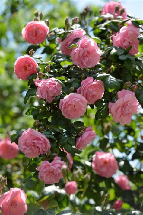 Easy To Grow Climbing Plants For Real Garden Beauty