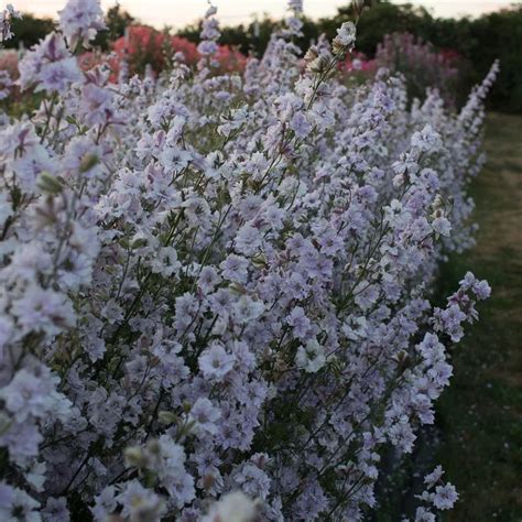 How To Grow Larkspur From Seed
