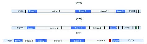 Profilin Transcripts Have Multiple Mettl3 Binding Sites Pfn1 Mrna
