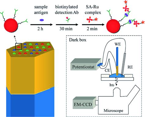 Top A Sandwich Immunoassay Is Performed By Exposing Download