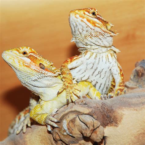 Birds All Care Reptiles All Care Reptiles