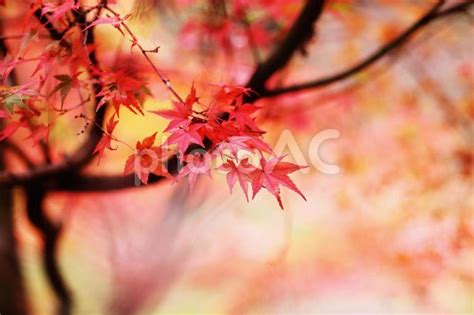 紅葉した秋の風景 No 27780079写真素材なら写真AC無料フリーダウンロードOK