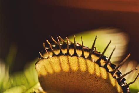 Edible Insect Capture Device Inspired By Carnivorous Plants