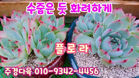 220902📍주경다육 레드법사철화 버클리금 써니 콜로라타브랜티 샤포테 칸테 핑클루비 러우금 슈도 Youtube