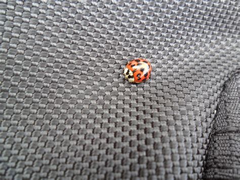 Ladybug Insect Contrast Free Photo On Pixabay Pixabay