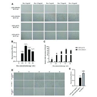 SMAD3 Downregulation Impedes The Reprogramming Process Of Induced