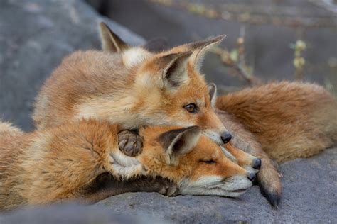 Fox Hd Wildlife Hd Wallpaper Rare Gallery