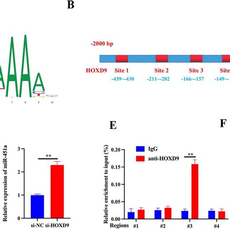 Transcription Factor Hoxd9 Negatively Regulates Mir 451a By Directly