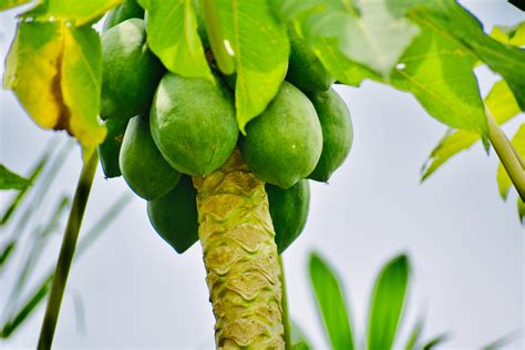 Las Frutas Que Te Ayudan A Bajar De Peso Curioseo News