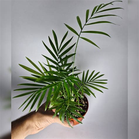 خرید و قیمت گیاه شامادورا کد 04 از غرفه فروشگاه گل و گیاه کافه گل 🪴