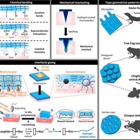 Overview Of Principles And Designs For Hydrogel Tissue Adhesion