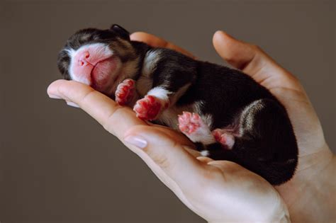 펨브로크 웰시 코기의 사랑스러운 두 달 된 강아지가 갈색 배경에 있는 여자의 손에 나란히 앉아 휴식을 취하고 있다 갈색에 대한 스톡 사진 및 기타 이미지 Istock