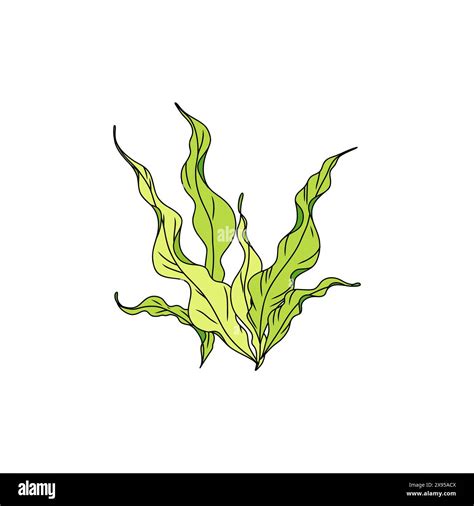 Hand Drawn Green Seaweed Algae Graphic Illustration Natural Drawing