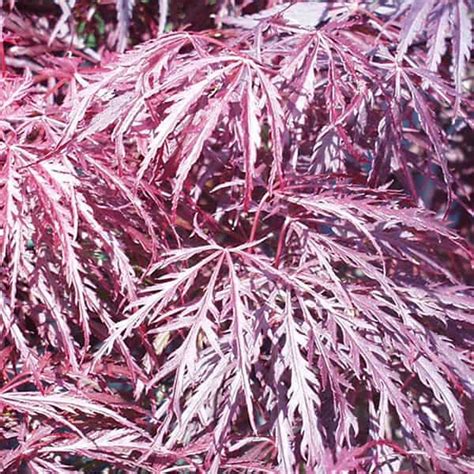 Garnet Weeping Cutleaf Japanese Maple Grown By Overdevest