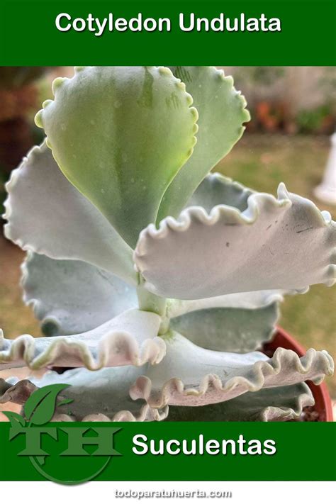 Cotyledon Undulata Artofit