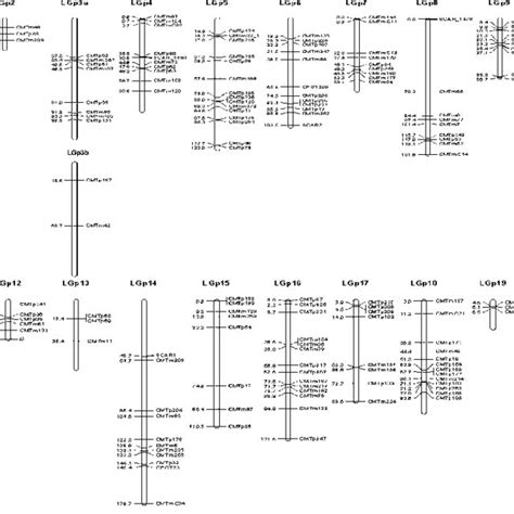 A Genetic Linkage Map Of C Pepo Showing Only Ssr Scar Markers And The