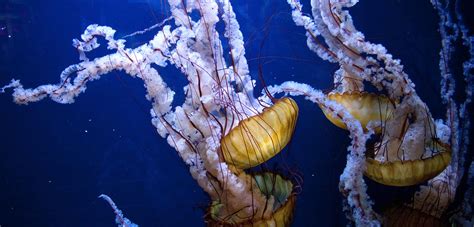 Lagsamer Tanz David L Weatherford So Geht Freiheit Jan Stiewe Jan Stiewe Ki And Human