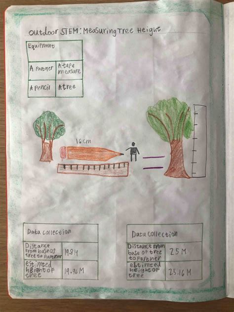 Measuring The Height Of A Tree The London Acorn Babe