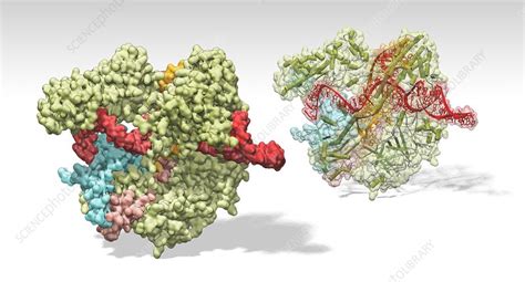 Crispr Cas9 Gene Editing Complex Illustration Stock Image C047