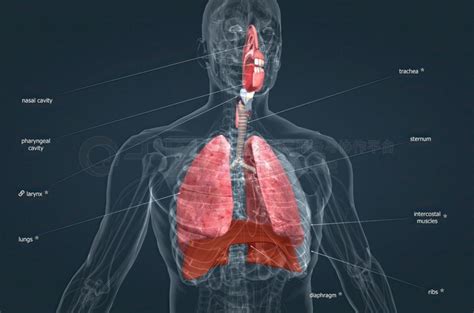 呼吸高清图片 人体呼吸系统结构图 医疗健康免费下载 格式 4548像素 编号67386593 千图网