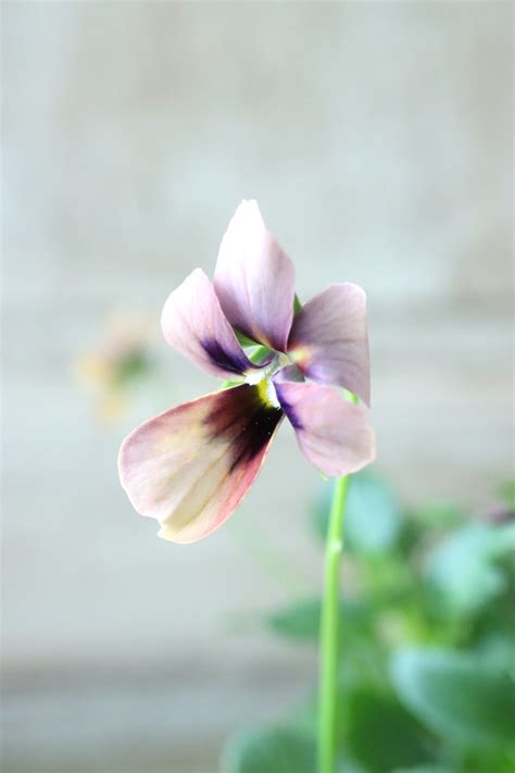 ~ueta Collection~ビオラ パピヨンワールド No80 Jardin De Violettes
