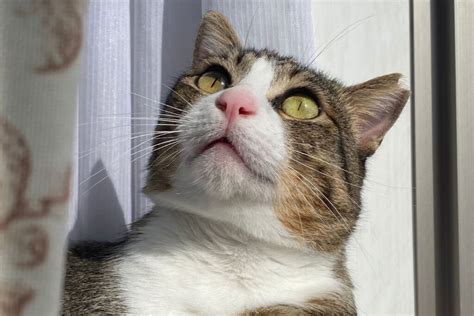 猫の柄模様の種類を徹底解説毛色で性格は変わる Tierzineティアジン