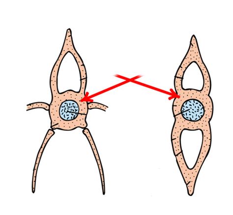 Comparative Anatomy Lab Practical 1 Flashcards Quizlet
