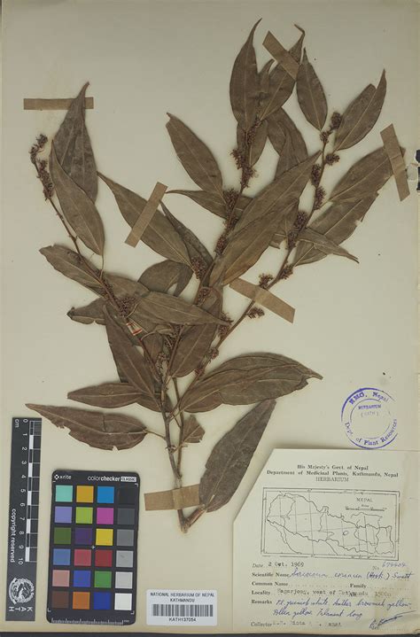 Plant Database System Herbarium And Plant Laboratories Kath