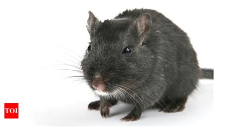 Maharashtra Government Glue Traps Used To Kill Rats Banned By State Govt Mumbai News Times