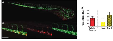 Figure 4 From Three Dimensional Vascular Network Assembly From Diabetic