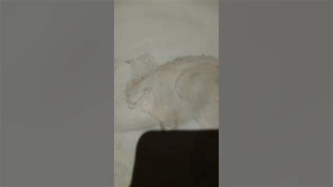 Sinoceratops Vs Carnotaurus Youtube