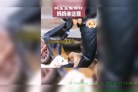 狗狗被领养，狗妈妈去送别
