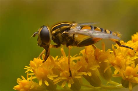 Sun Fly Helophilus Pendulus Artur Rydzewski Natur Photography