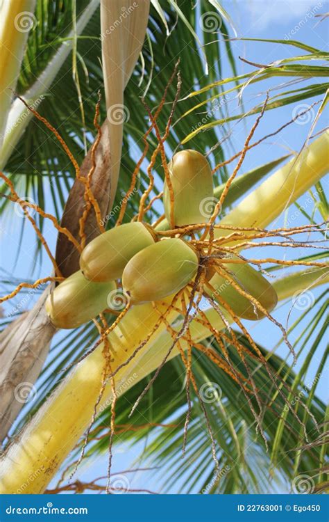 Exotic Coconut Palm Tree Stock Image Image Of Palm Coco 22763001