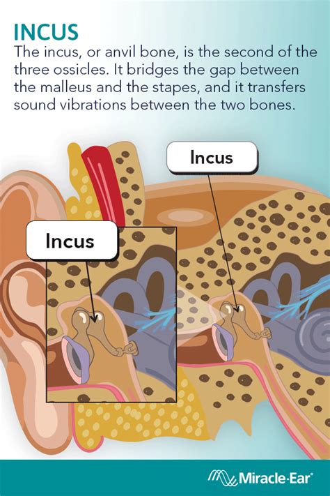 Anatomy Of The Ear From Our Experts Miracle Ear Ear Anatomy Hearing Health Ear
