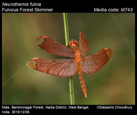 Neurothemis Fulvia Drury 1773 Fulvous Forest Skimmer Odonata