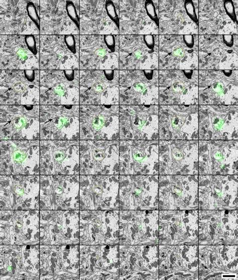 Figure S6 Labeled Axon Makes A Synapse En Passant The Axon Is