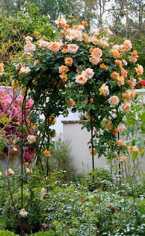 Rosa Trepadeira Cultive A Beleza Das Roseiras No Seu Jardim Viva Decora