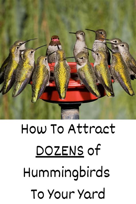 Best Hummingbird Feeder Artofit