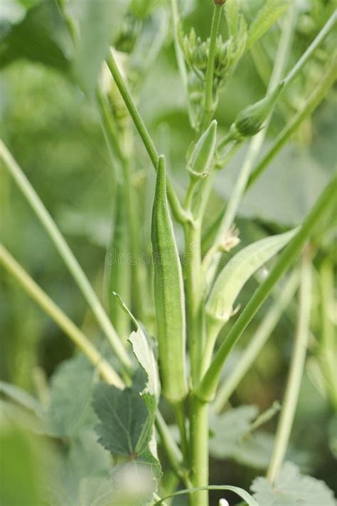 Lady Finger Has Grown On The Tree Stock Photo Image Of Tree Finger