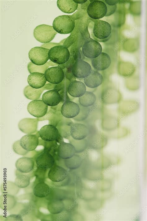 Close Up Of Process Production And Experiment Of Fuel Photobioreactor In Laboratory Of Algae