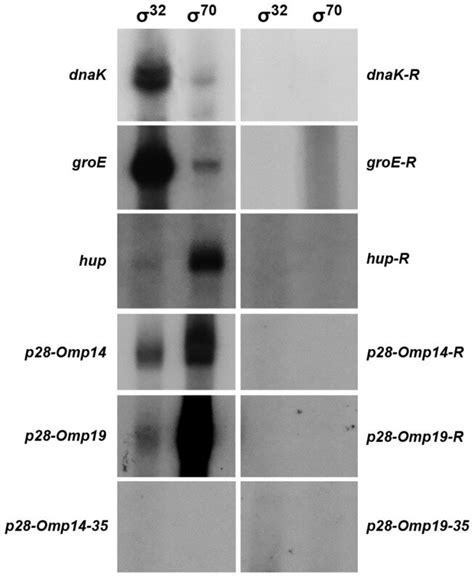 In Vitro Transcription Analysis Was Performed Using Rnap Holoenzyme