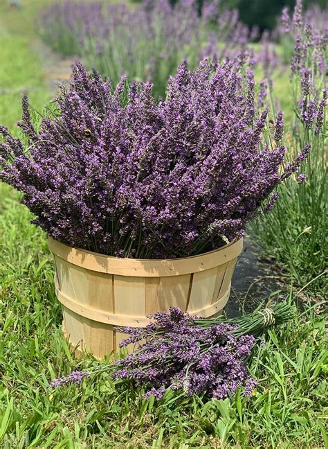 Sensational Lone Wolf Lavender